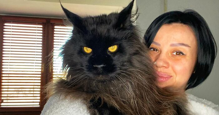 This Giant Cat Amazes People On The Internet As He Can Reach The ...