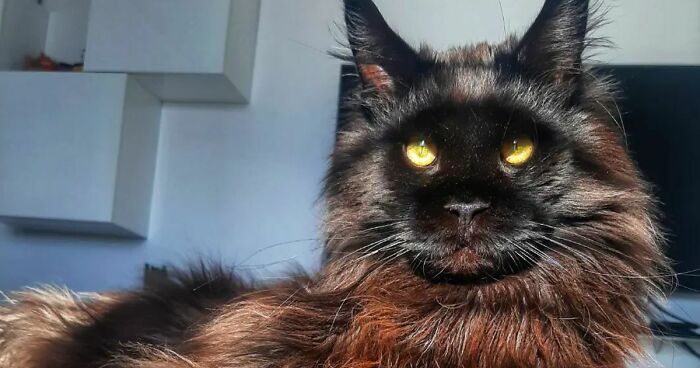 This Giant Cat Amazes People On The Internet As He Can Reach The ...