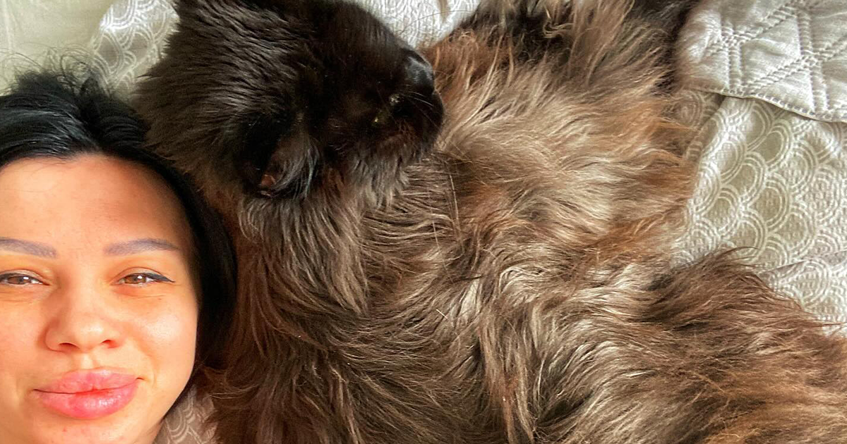 This Giant Cat Amazes People On The Internet As He Can Reach The ...