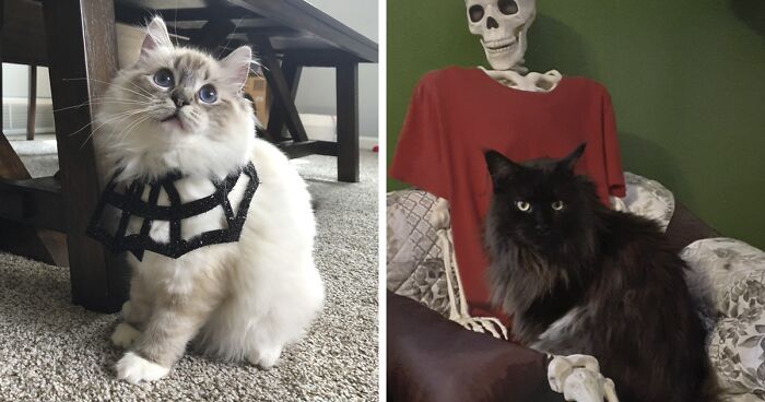 17 Spooktacular Halloween-Themed Cat Photos From Our Annual Contest