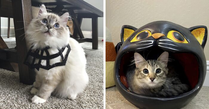 17 Spooktacular Halloween-Themed Cat Photos From Our Annual Contest