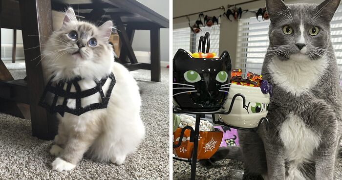 17 Spooktacular Halloween-Themed Cat Photos From Our Annual Contest