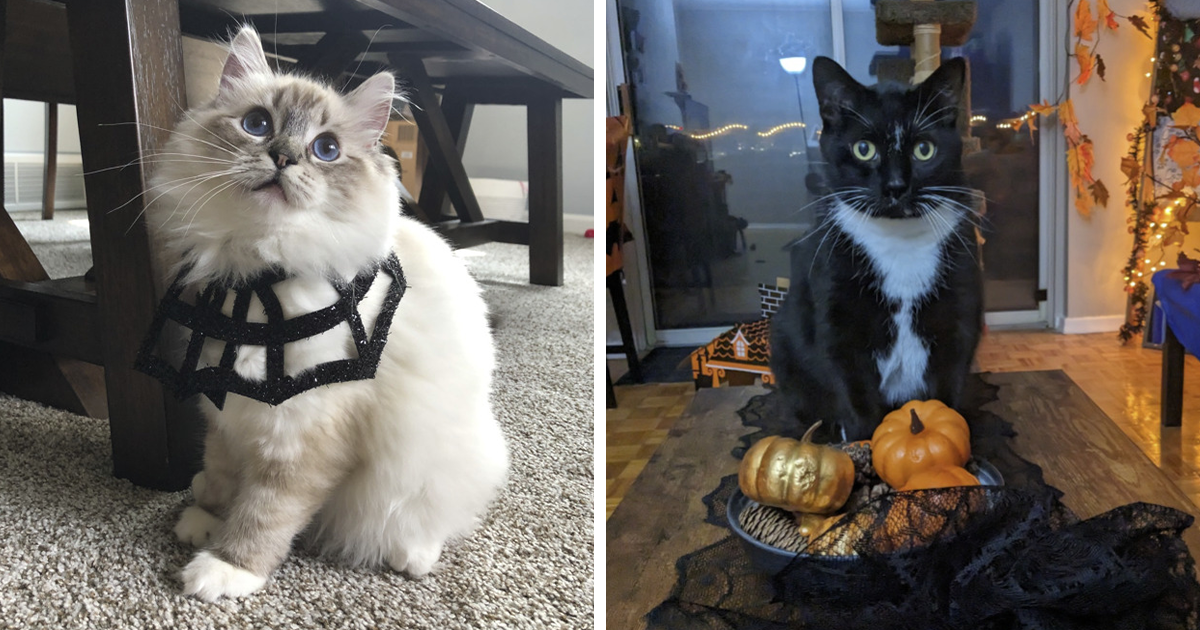 17 Spooktacular Halloween-Themed Cat Photos From Our Annual Contest ...