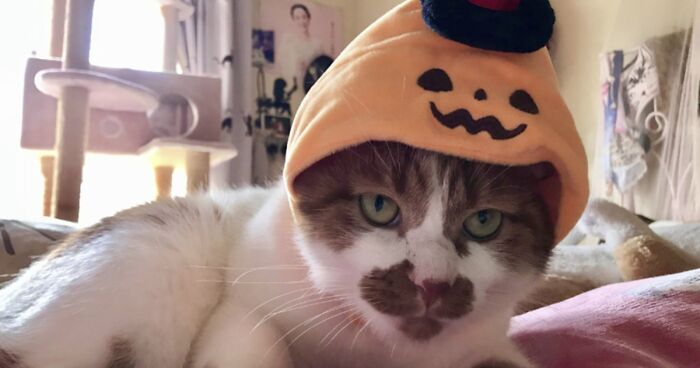 17 Spooktacular Halloween-Themed Cat Photos From Our Annual Contest