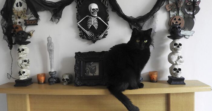 17 Spooktacular Halloween-Themed Cat Photos From Our Annual Contest