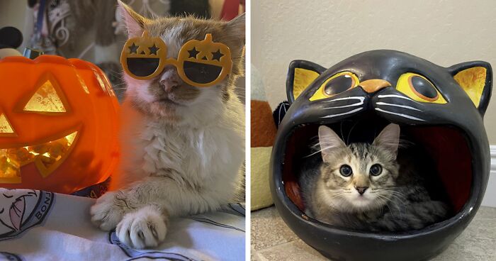 17 Spooktacular Halloween-Themed Cat Photos From Our Annual Contest