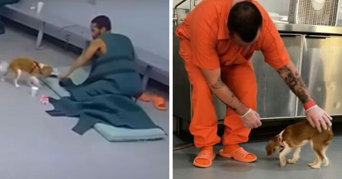 Josie, 13-Month-Old Therapy Dog, Is “Viciously” Attacked While Greeting ...