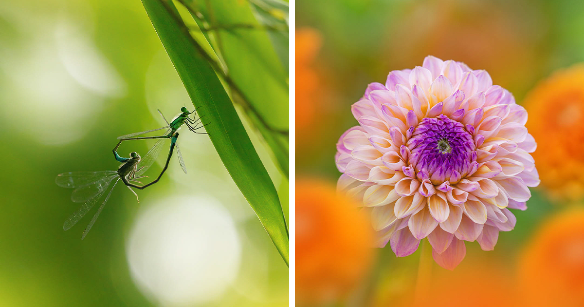 I’m A Macro Photographer, Focusing On The Small Things That Usually Go ...