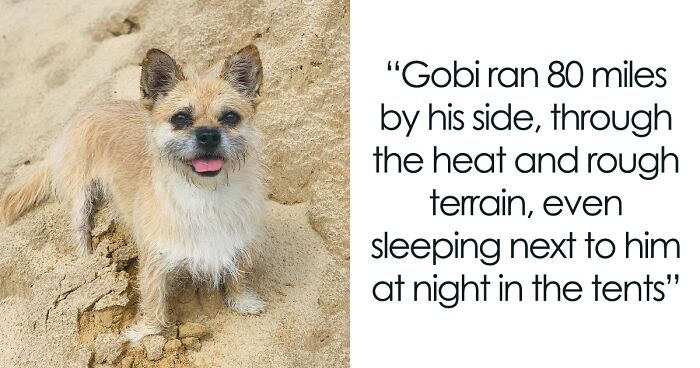 Stray Dog Runs 80 Miles With Athlete In Chinese Desert, Finds A New ...