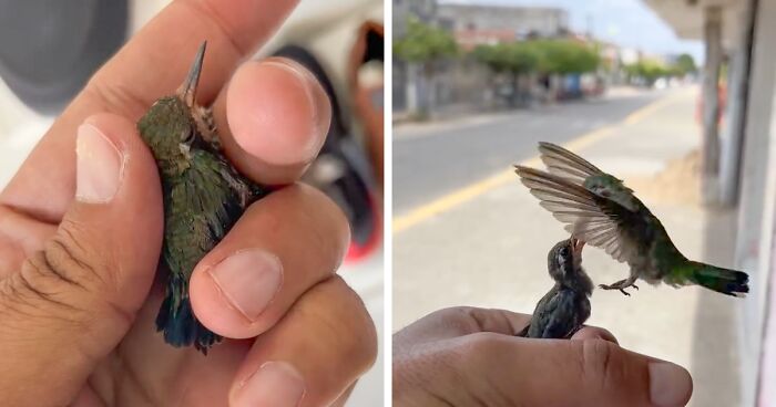 This Guy Saved A Baby Hummingbird And Soon Found Out She Wasn’t Alone ...