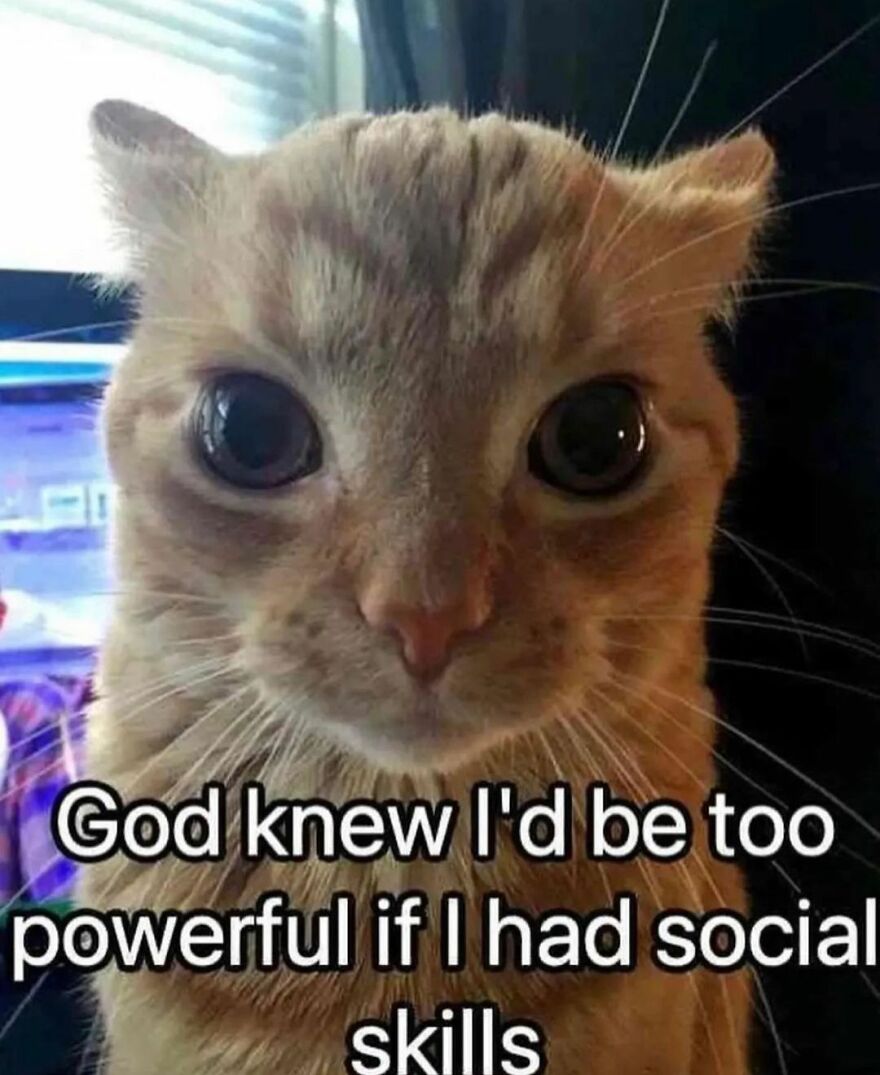 IG Account @OfCourseCats Curates Cat Memes And Here Are 38 Of The ...
