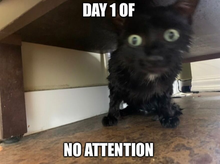 No Cat Meme Cat Memes – HUMANSFORCATS