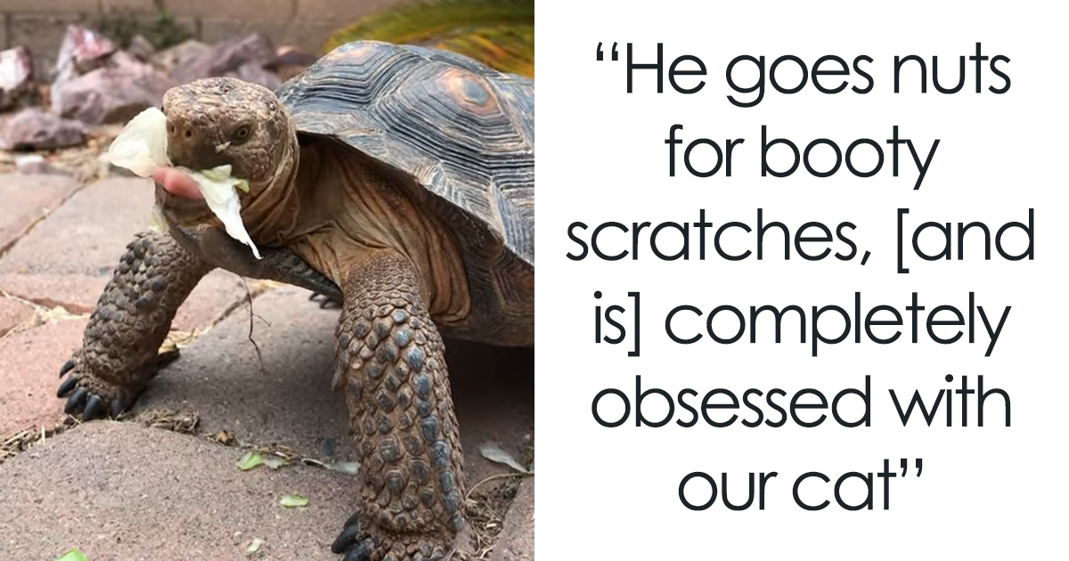 People Online Are Obsessed With This Cute Tortoise And His Owner, Who ...