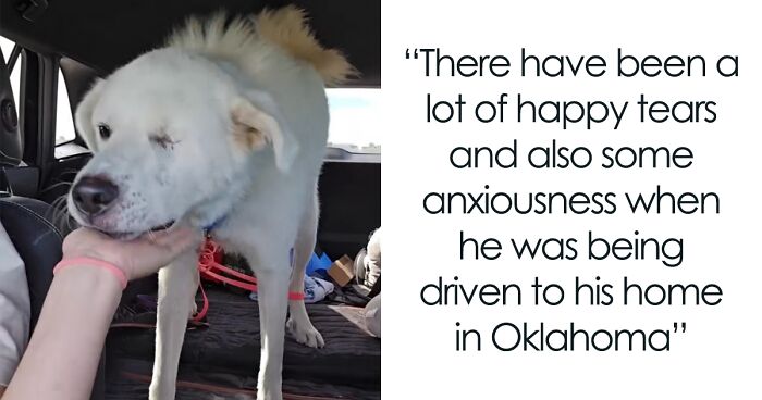 Meet Spinach – One-Eyed Dog Who Refused To Give Up And Finally Was ...