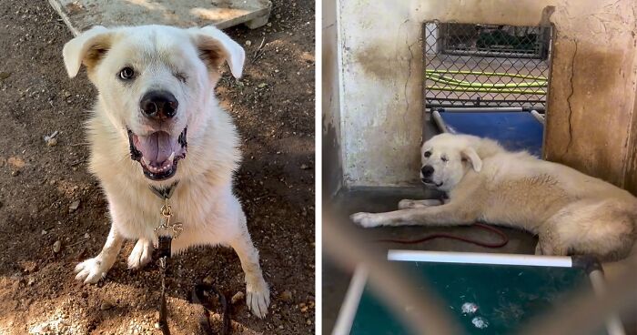 Meet Spinach – One-Eyed Dog Who Refused To Give Up And Finally Was ...