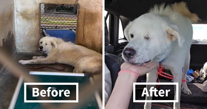 Meet Spinach – One-Eyed Dog Who Refused To Give Up And Finally Was ...