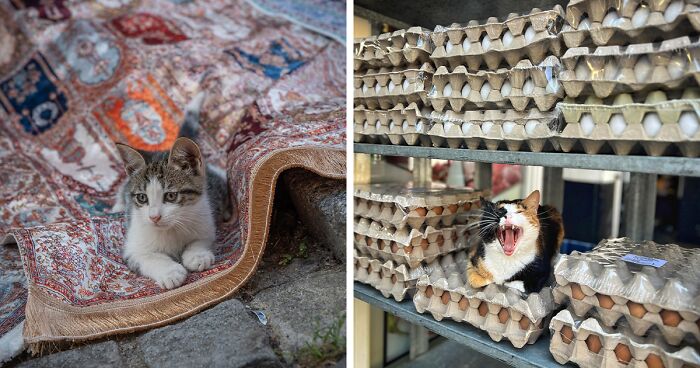 City Cats Of Istanbul: 30 Beautiful Moments Captured By Marcel Heijnen