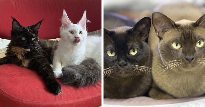 25 Pics Of Purrfect Duos And Trios That Made Lovecats’ International Wall Calendar Over The Last ...