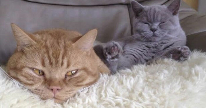 25 Pics Of Purrfect Duos And Trios That Made Lovecats’ International Wall Calendar Over The Last ...