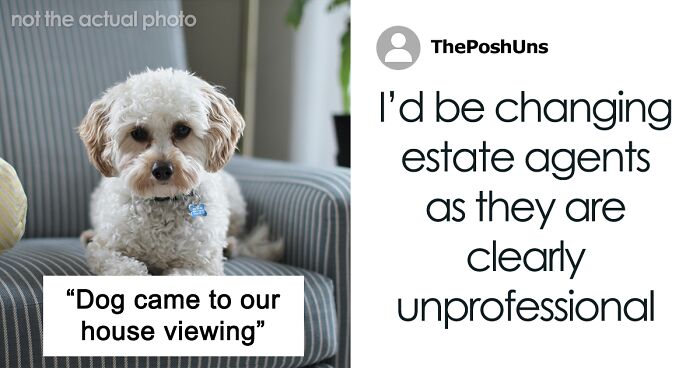 Estate Agent Allows Buyer’s Dog Into Family Home, Security Footage ...
