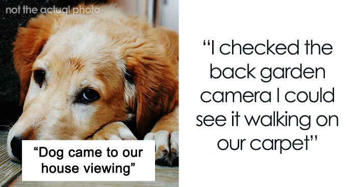 Estate Agent Allows Buyer’s Dog Into Family Home, Security Footage ...