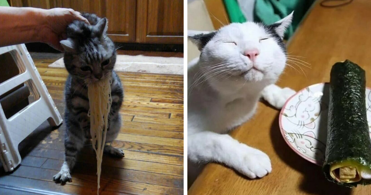 35 Hilariously Random Cat Pics To Make Your Day At Least 68.9% Better ...
