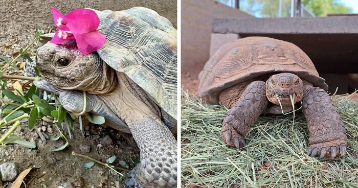This Woman Has Become True Besties With A Sonoran Desert Tortoise She ...