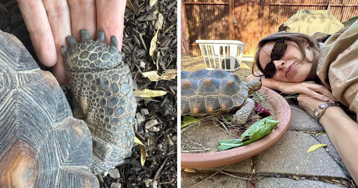 This Woman Has Become True Besties With A Sonoran Desert Tortoise She ...
