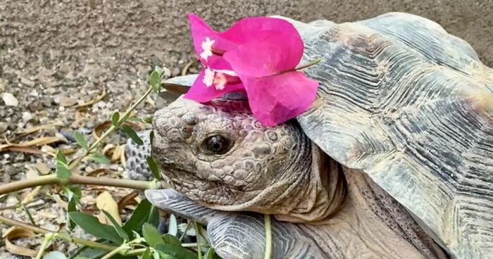This Woman Has Become True Besties With A Sonoran Desert Tortoise She ...