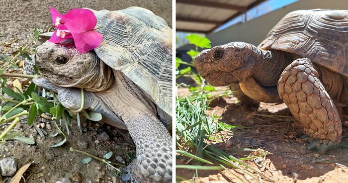 This Woman Has Become True Besties With A Sonoran Desert Tortoise She ...