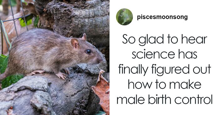 “Rat Birth Control” Bill Passed In New York City Sparks Outrage: “I Can ...