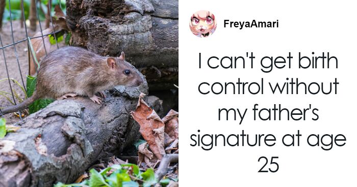 “Rat Birth Control” Bill Passed In New York City Sparks Outrage: “I Can ...