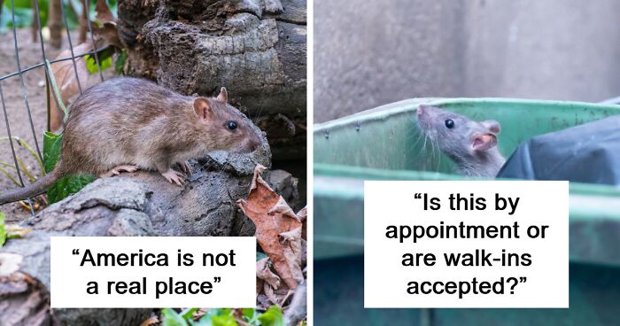 “Rat Birth Control” Bill Passed In New York City Sparks Outrage: “I Can ...