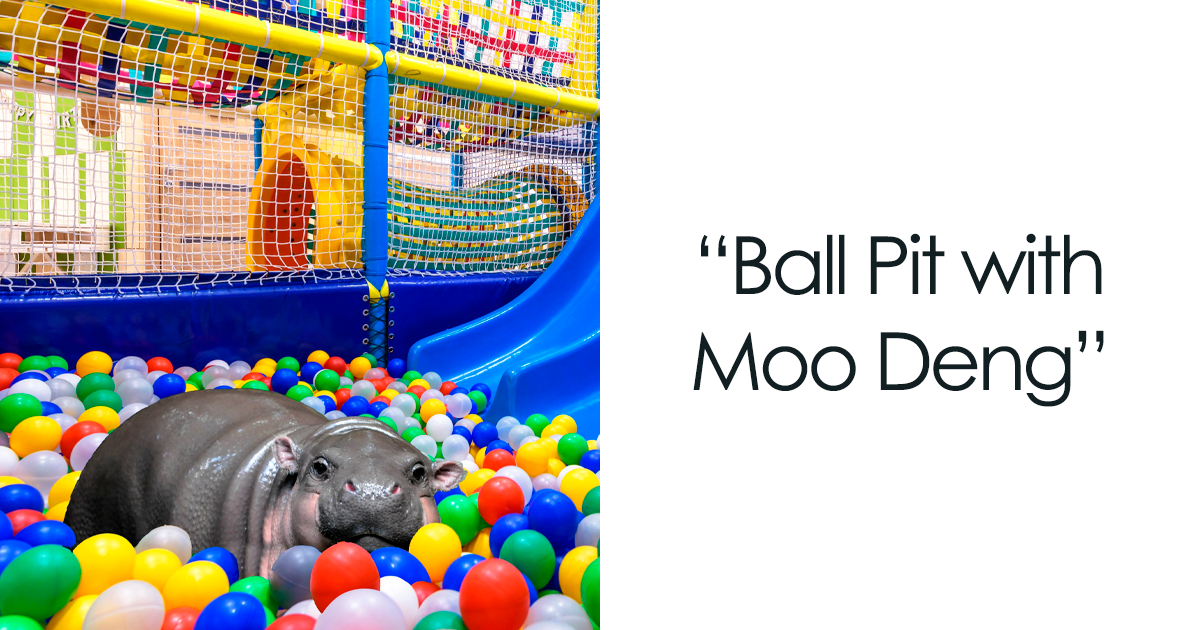 30 Moo Deng Memes You Can’t Help But Love | Bored Panda