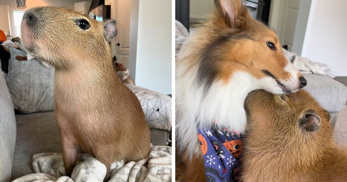 This Astoundingly Adorable Capybara Named Pumpkin Is Melting Hearts All ...