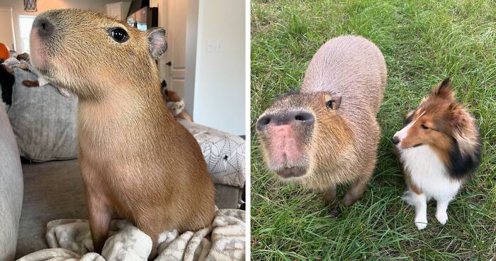This Astoundingly Adorable Capybara Named Pumpkin Is Melting Hearts All ...