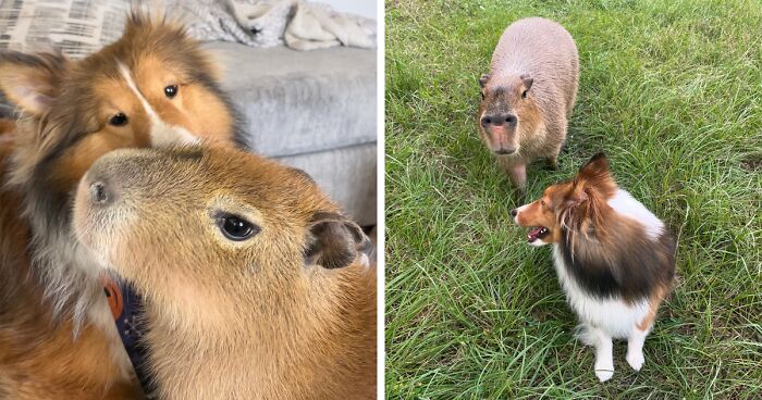 This Astoundingly Adorable Capybara Named Pumpkin Is Melting Hearts All ...