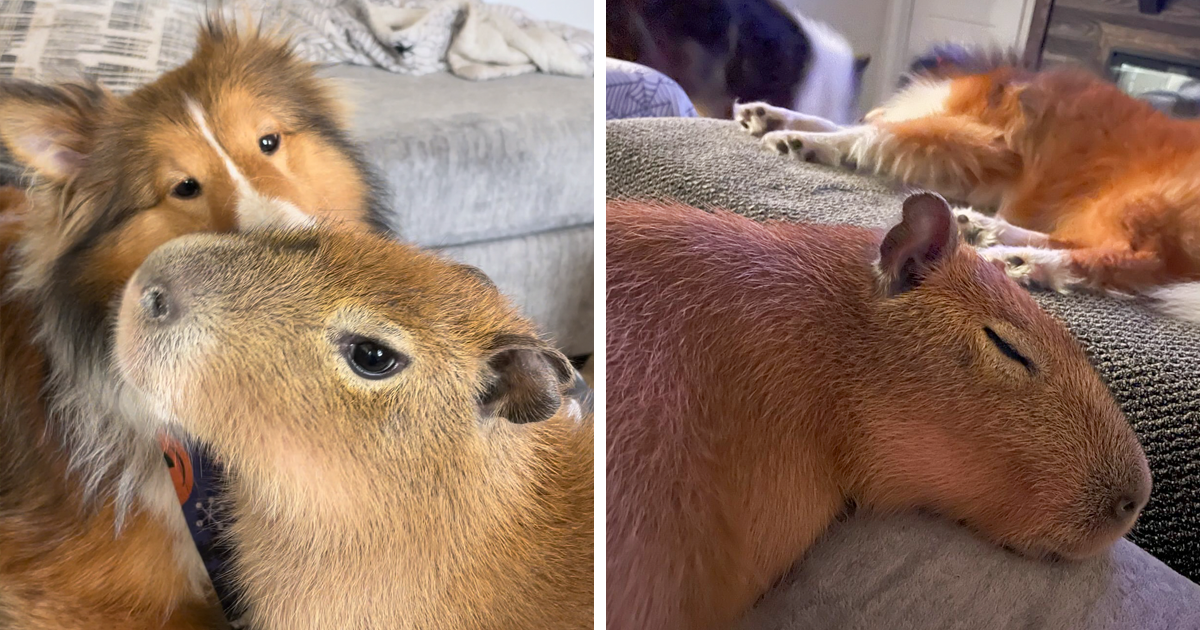 This Astoundingly Adorable Capybara Named Pumpkin Is Melting Hearts All ...