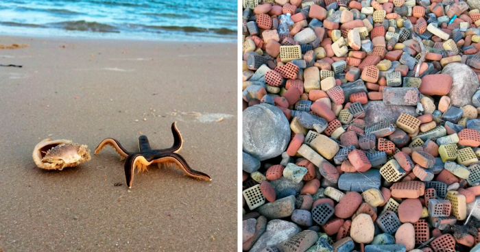 50 Times People Found Quirky Treasures Washed Ashore (New Pics) | Bored ...