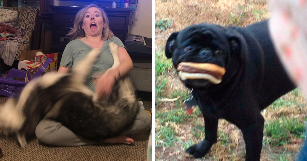 30 Times People Took A Pic Of A Dog And Got A Blurry But Hilarious ...