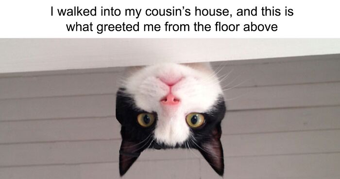 50 Cat Pics From The Online Group Dedicated To Raising People’s Spirits ...