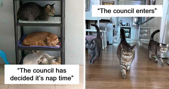 “The Council Requires Snackies”: 50 Hilarious Pics Of Cats Grouping ...