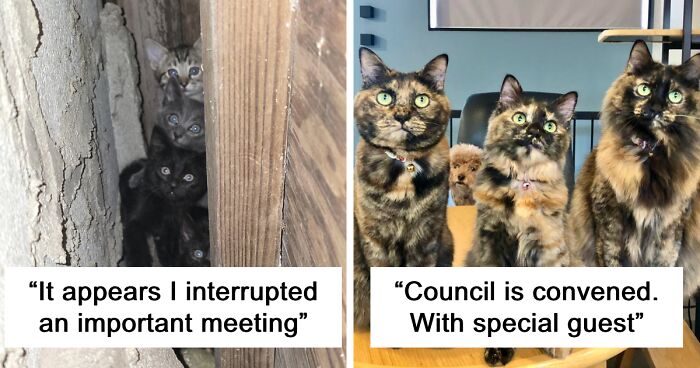 “The Council Requires Snackies”: 50 Hilarious Pics Of Cats Grouping ...