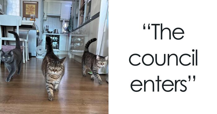 “The Council Requires Snackies”: 50 Hilarious Pics Of Cats Grouping ...