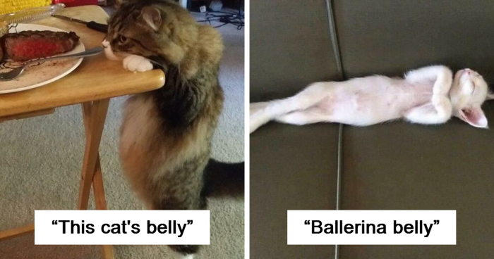 50 Times Cats Went Belly Up And Showed Off Their Adorable Tummies