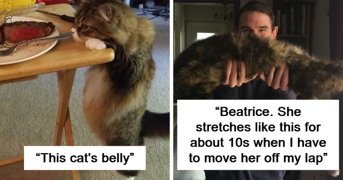 50 Times Cats Went Belly Up And Showed Off Their Adorable Tummies