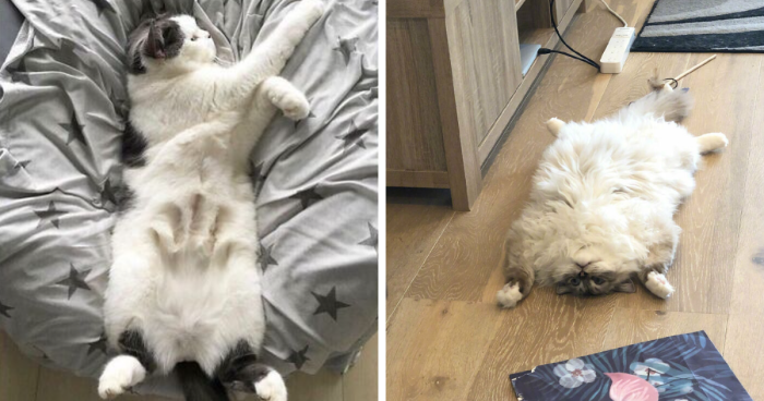 50 Times Cats Went Belly Up And Showed Off Their Adorable Tummies ...