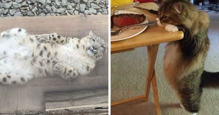 50 Times Cats Went Belly Up And Showed Off Their Adorable Tummies ...