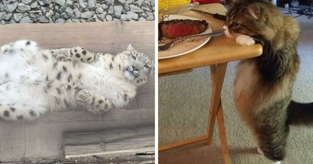 50 Times Cats Went Belly Up And Showed Off Their Adorable Tummies ...