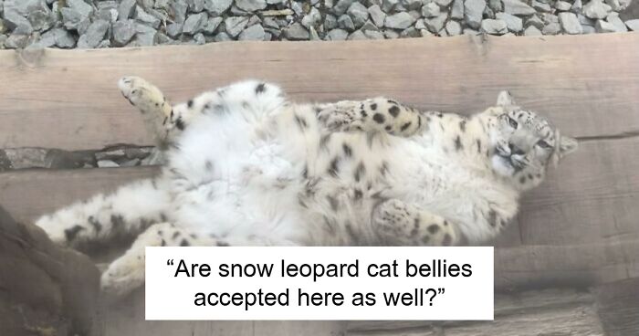 50 Times Cats Went Belly Up And Showed Off Their Adorable Tummies ...